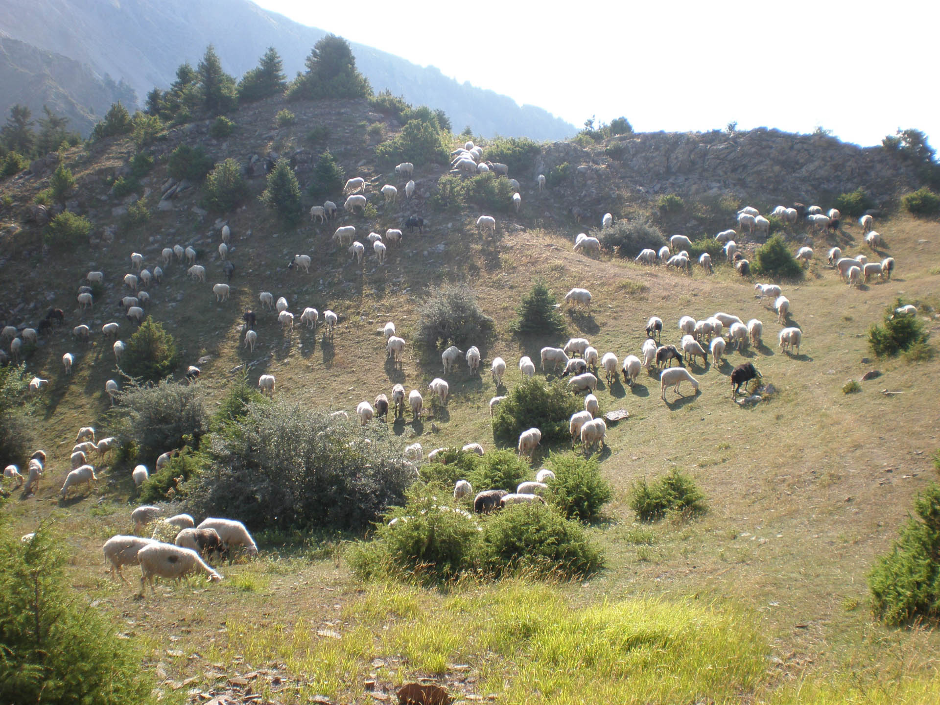 Livestock farming – Center for Environmental Awareness and Promotion of ...